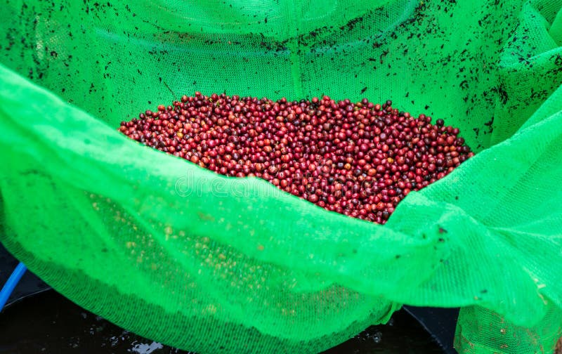 Fresh Coffee Beans Washing Wet Process.natural Stock Image - Image of ...
