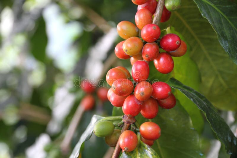 Coffee cherry stock photo. Image of nature, green, caffeine - 36271384