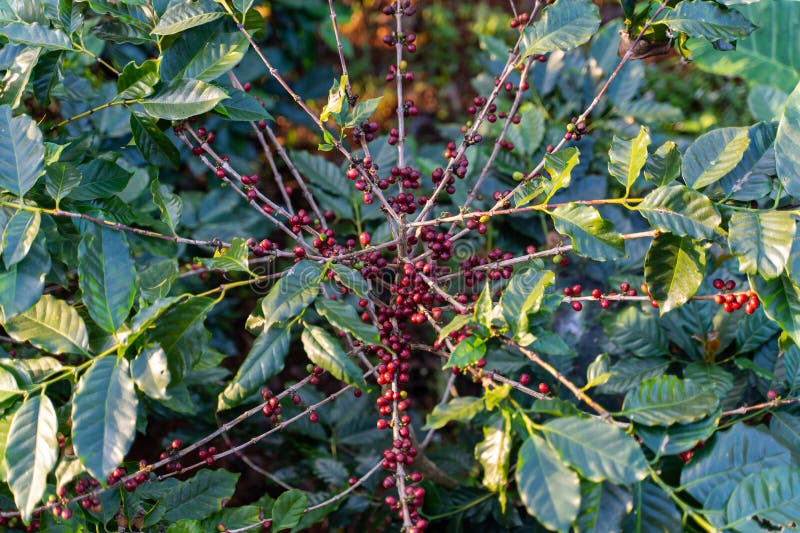Fresh Coffee Cherry on the Coffee Tree Stock Image - Image of coffee ...