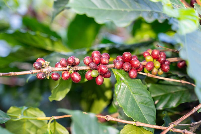 Fresh Coffee Cherry on the Coffee Tree Stock Image - Image of farmer ...