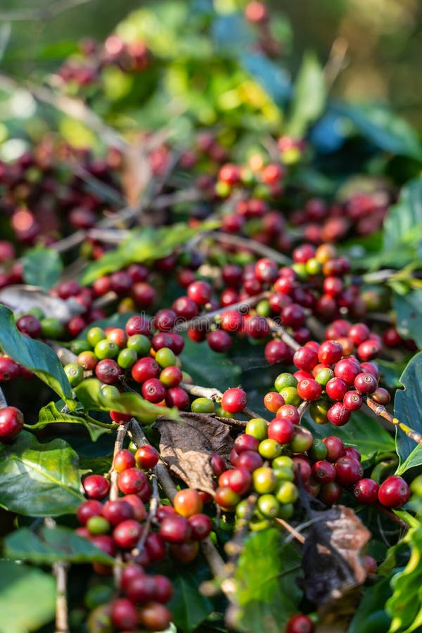 Fresh Coffee Cherry on the Coffee Tree Stock Image - Image of arabica ...