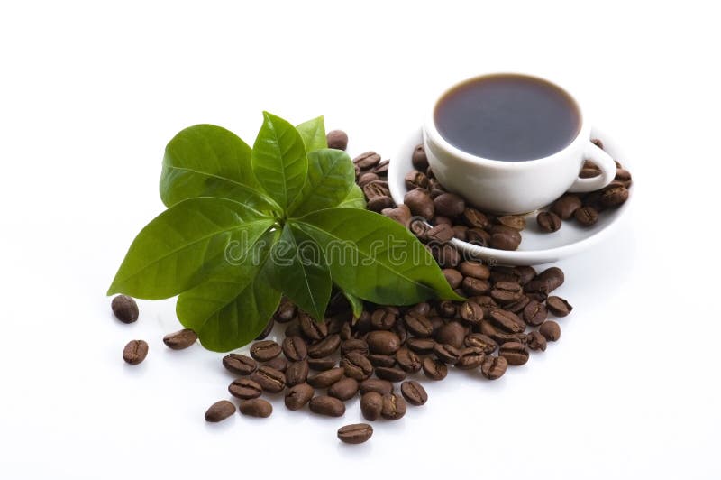 Fresh Coffee with Coffee Branch Stock Photo - Image of macro, close ...
