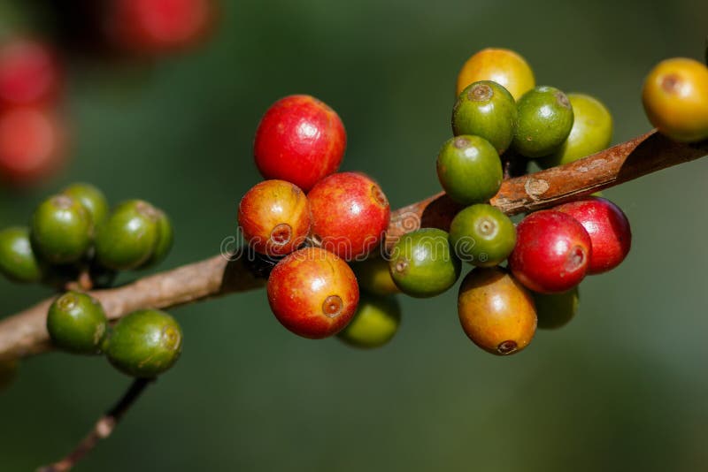 Fresh Coffee, Coffee Trees,beans Coffee. Stock Image - Image of berries ...