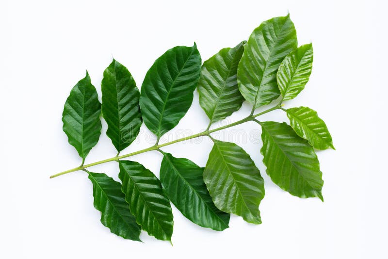 Fresh Coffee Leaves on White Stock Photo - Image of leaf, leaves: 175113798