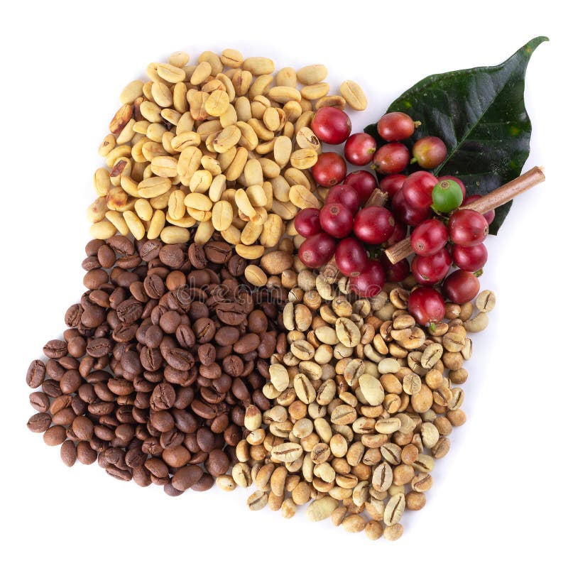 Fresh Coffee Red Berry Branch ,Coffee Beans and Roasted Coffee Beans ...