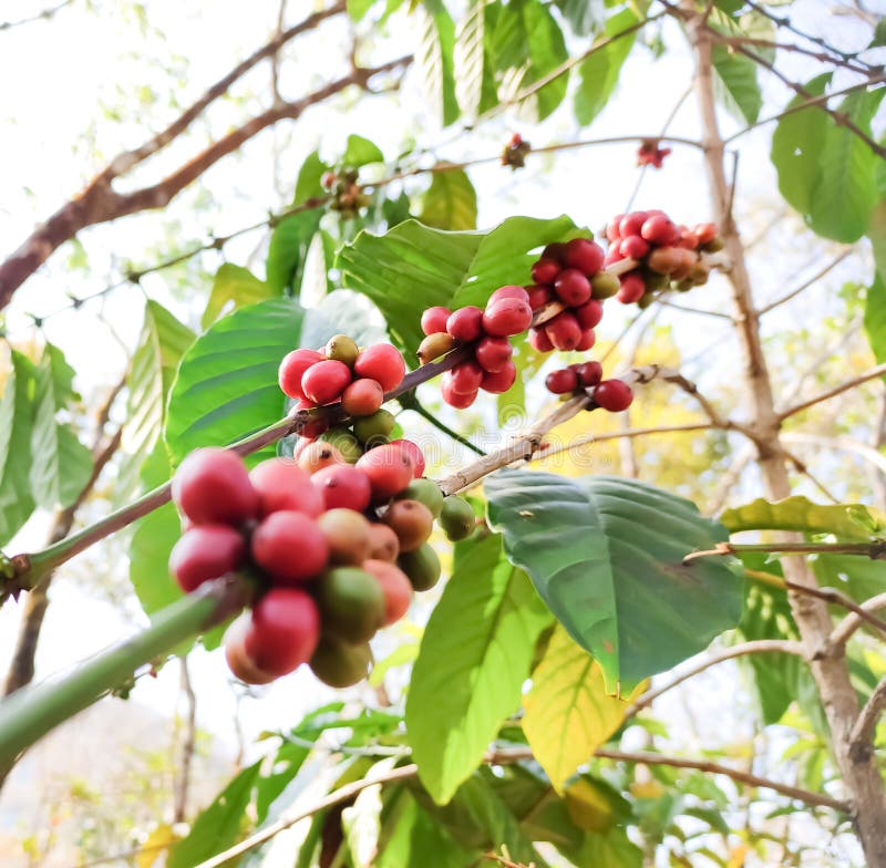 Fresh Coffee Seeds on Its Plant Stock Photo - Image of berry, cafe ...