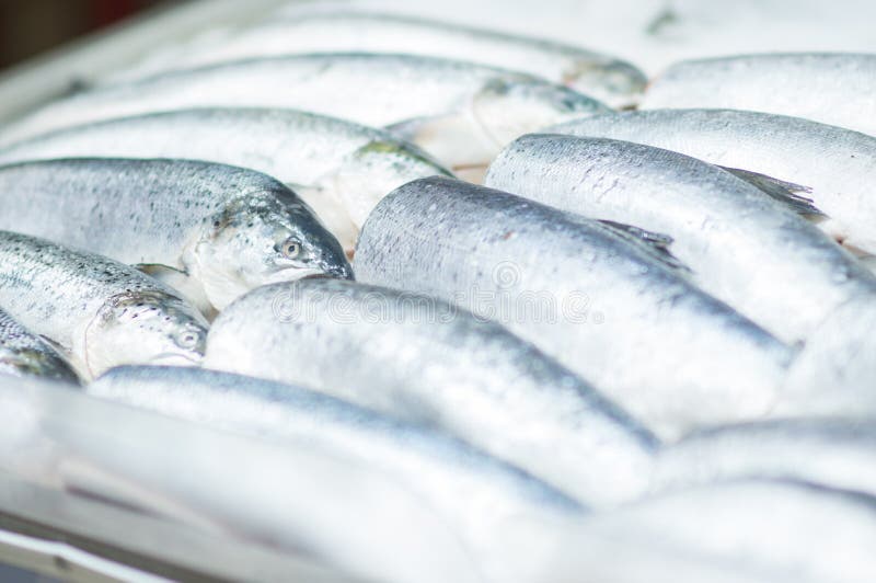 Fresh Cold Fish Lie on Ice in Supermarket Stock Image - Image of store ...