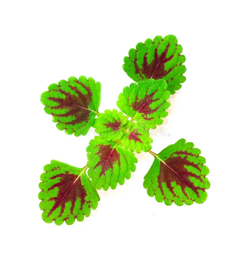 Fresh and Beauty Abstract Coleus Green and Violet Leave Tree. Isolated ...