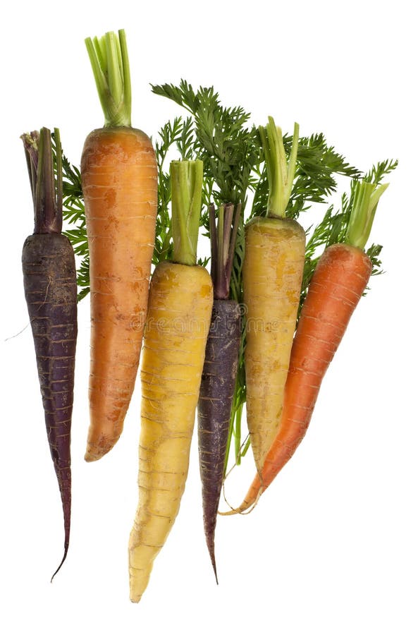 Fresh Colored Carrots stock photo. Image of food, vegetable - 35826132