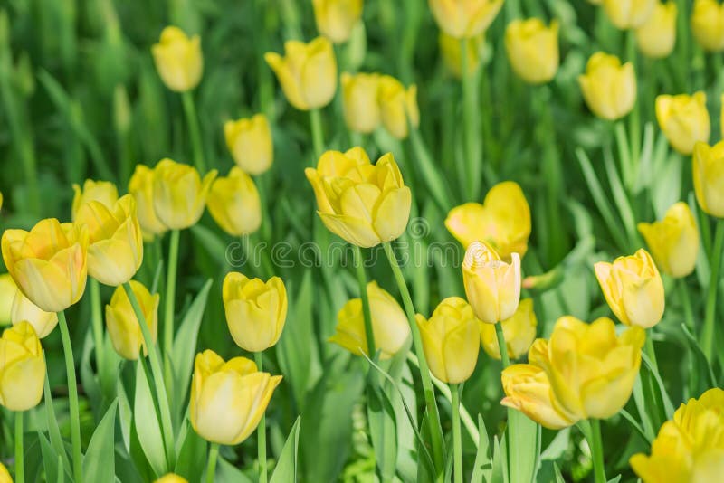 Fresh Colorful Blooming Yellow Tulips in the Spring Garden Stock Image ...
