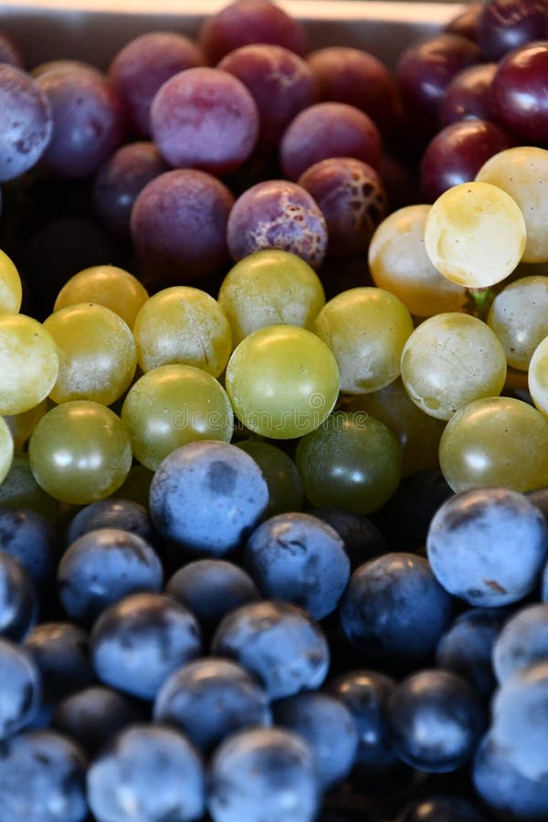 Colorful Grapes stock photo. Image of dessert, leaf - 210745832