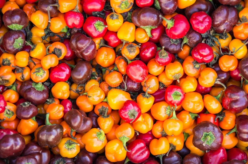 Fresh colorful hot peppers stock photo. Image of pepper - 27749952