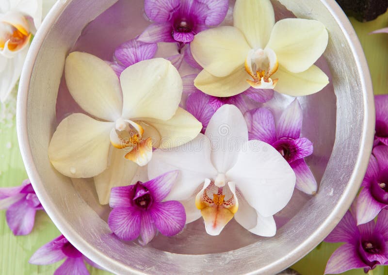 Floating Orchids stock photo. Image of orchid, dish, magenta - 1899974