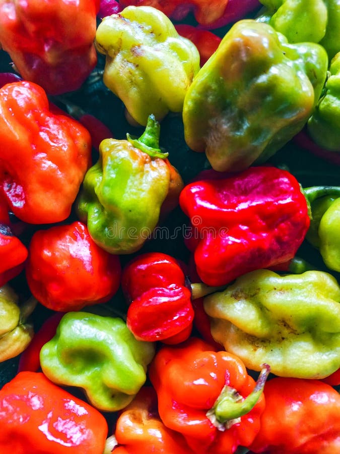 Fresh and Colorful Spicy Chilies Stock Image - Image of colorful ...
