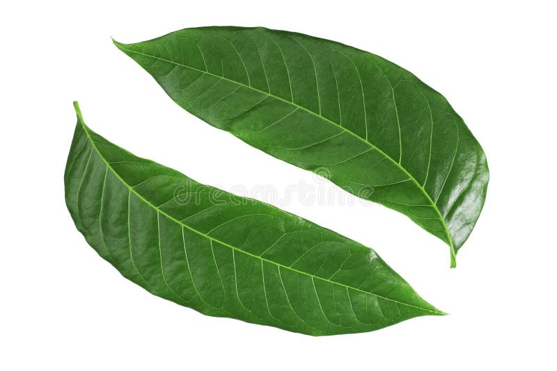 Fresh Colors of Green Leaves Stock Image - Image of minimal, jungle ...