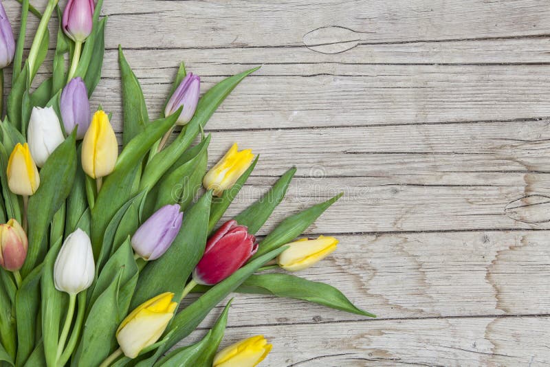 Fresh Coloured Tulips in Front of a Wooden Background Stock Image ...