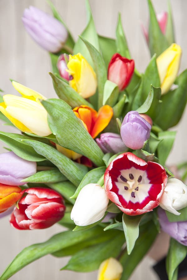 Fresh Coloured Tulips in Front of a Wooden Background Stock Image ...