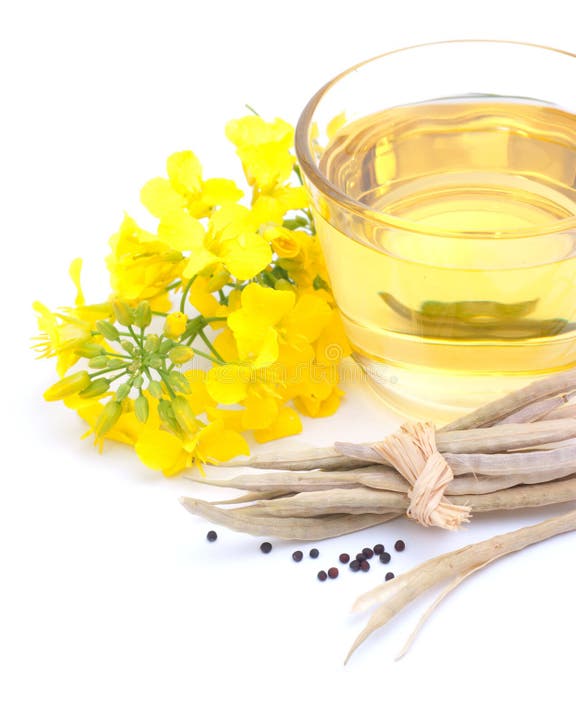 Fresh colza oil stock photo. Image of conservation, seed - 24654920