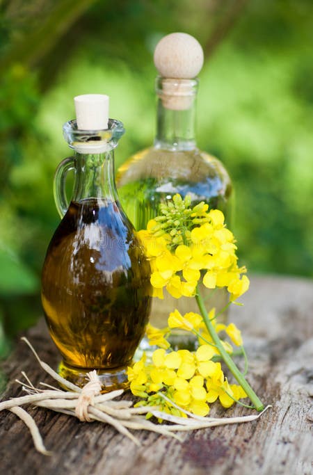 Fresh colza oil stock image. Image of farming, field - 26733557