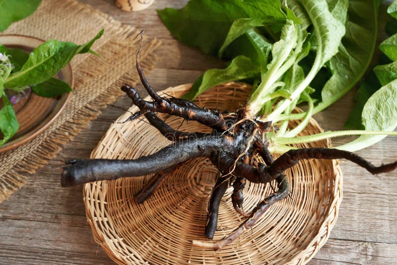 Fresh Comfrey Root in a Wicker Basket on a Table Stock Image - Image of ...