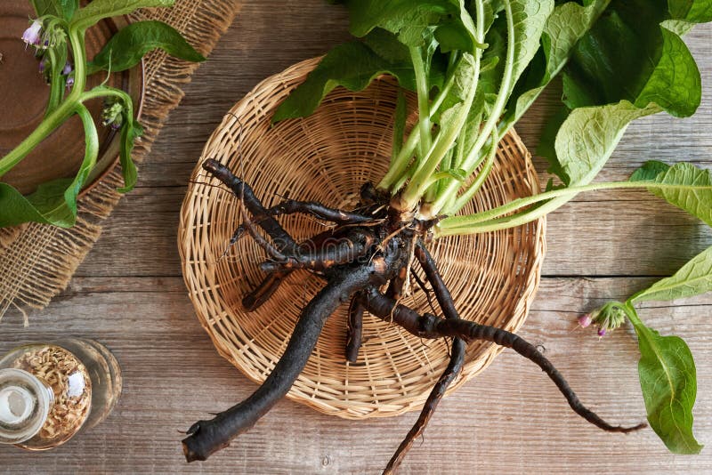 Fresh Comfrey or Symphytum Root on a Table Stock Image - Image of ...