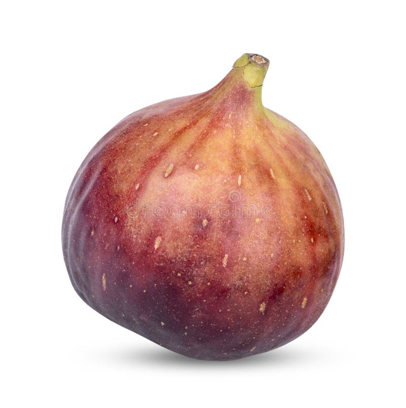 Fresh Common Fig (Ficus Carica) Isolated on White Background Stock ...