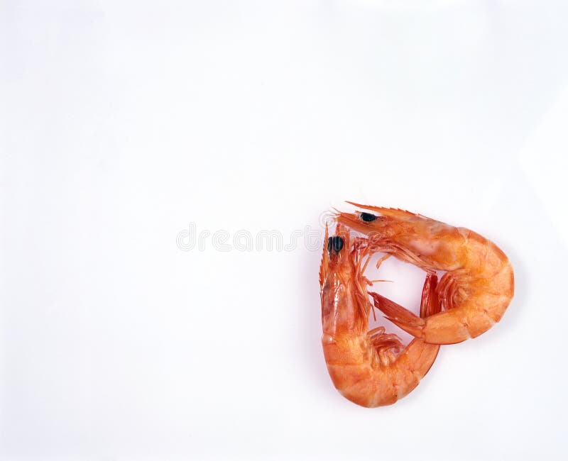 Crevette rose stock image. Image of crustacean, common - 170736985