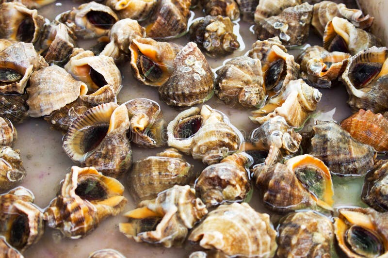 Fresh conch stock photo. Image of restaurant, dinner - 25947038