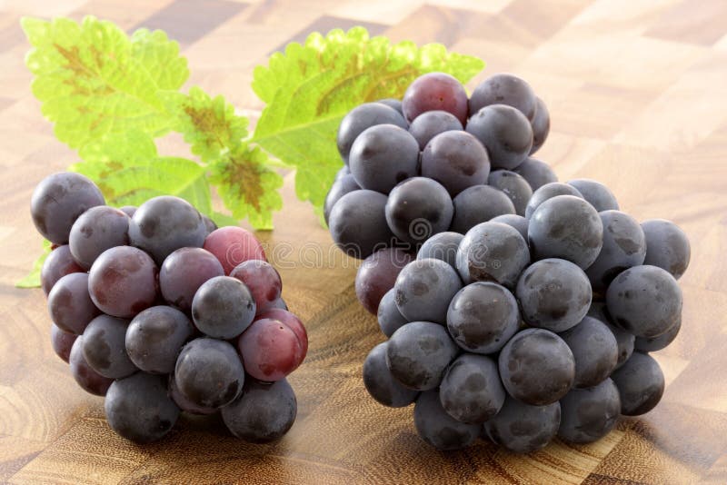 Concord Grapes Isolated on White Stock Image - Image of isolated, sweet ...
