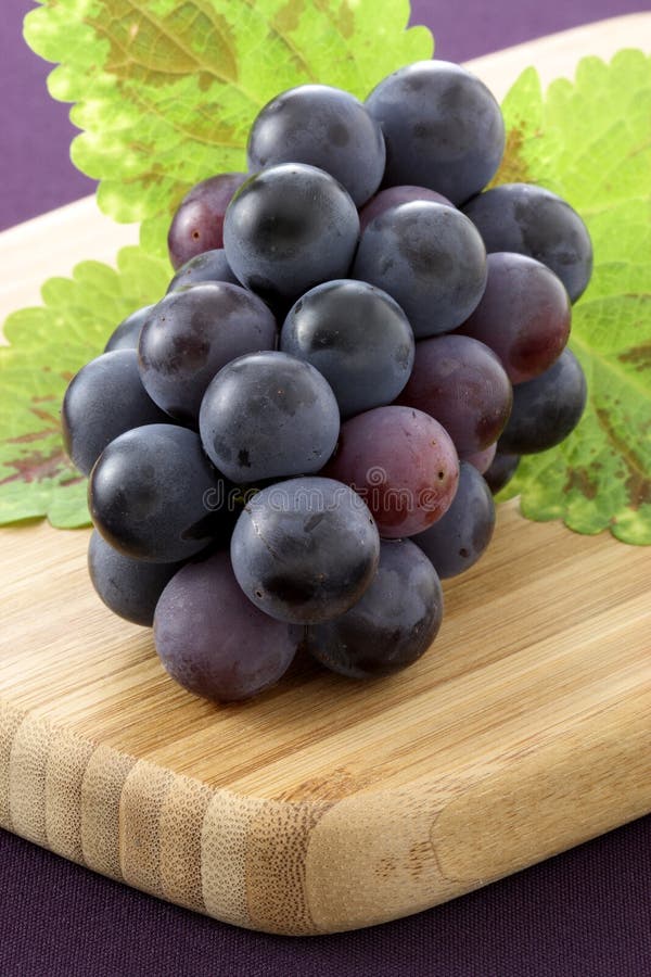 Concord Grapes Isolated on White Stock Image - Image of isolated, sweet ...