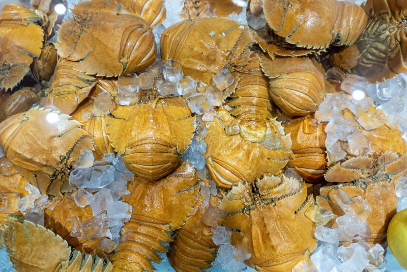 Fresh Cooked Balmain Bugs or Moreton Bay Bugs Placed on a Bed of Ice ...