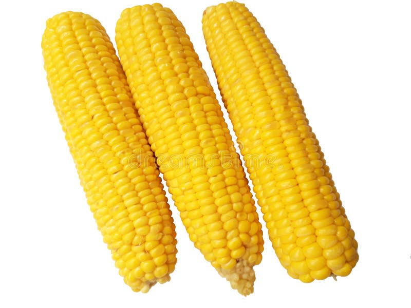 Boiled Corn Cob Isolated on White Background Stock Photo - Image of ...