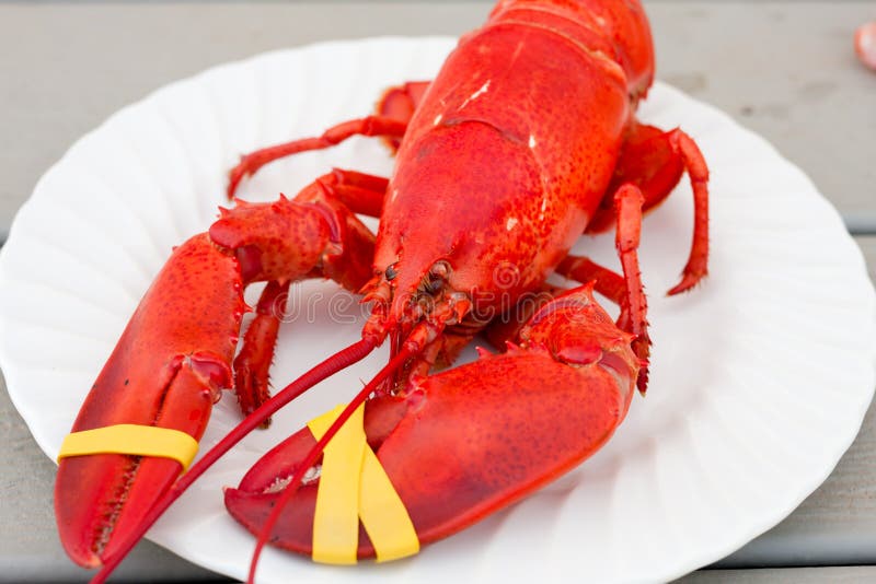 Whole red lobster stock image. Image of cooked, gourmet - 11334259