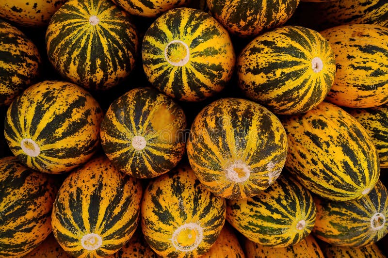 Fresh Cool and Yummy Melons Stock Image - Image of juicy, yummy: 155533831