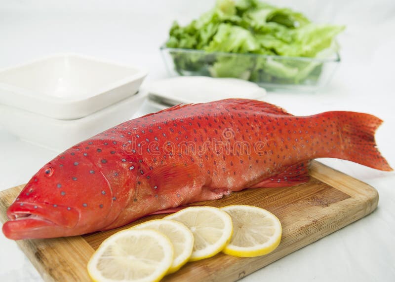 Fresh Coral Trout Fish stock image. Image of cooked, fish - 73692895