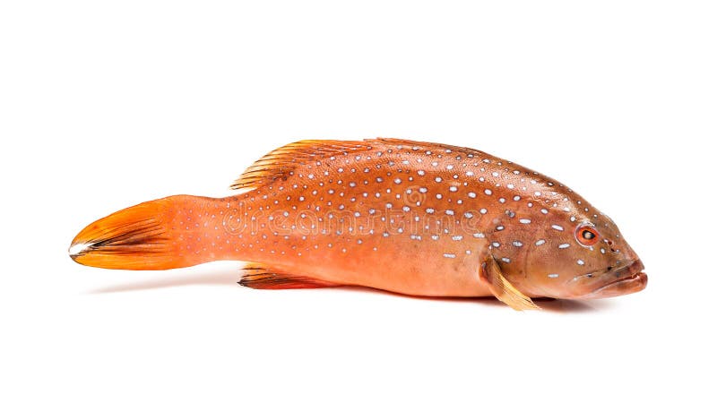 Coral Trout stock image. Image of marine, aquarium, spotted - 14192849