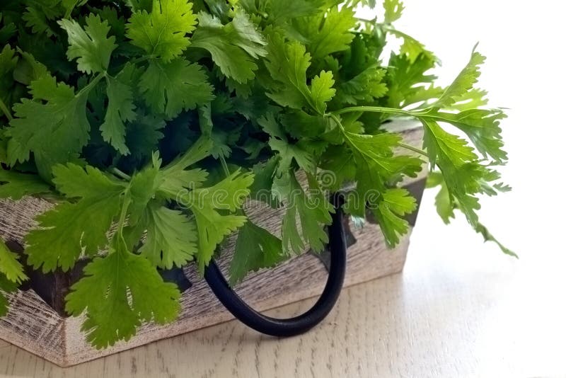 Fresh coriander stock image. Image of spice, bundle, herb - 26238859