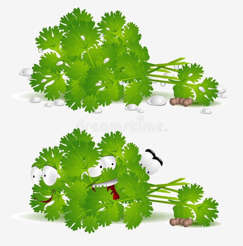 Fresh coriander character stock vector. Illustration of glossy - 18295155
