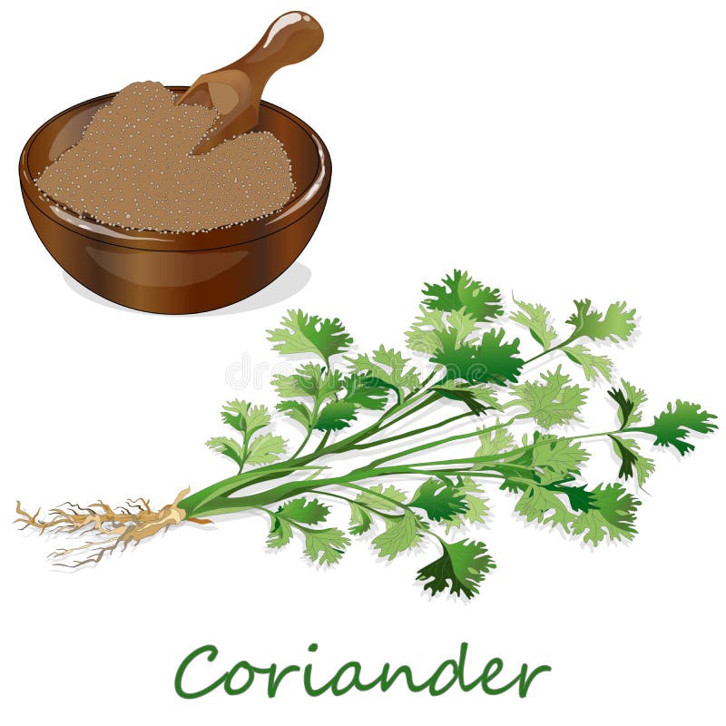 Coriander Vector Stock Illustrations – 2,042 Coriander Vector Stock ...