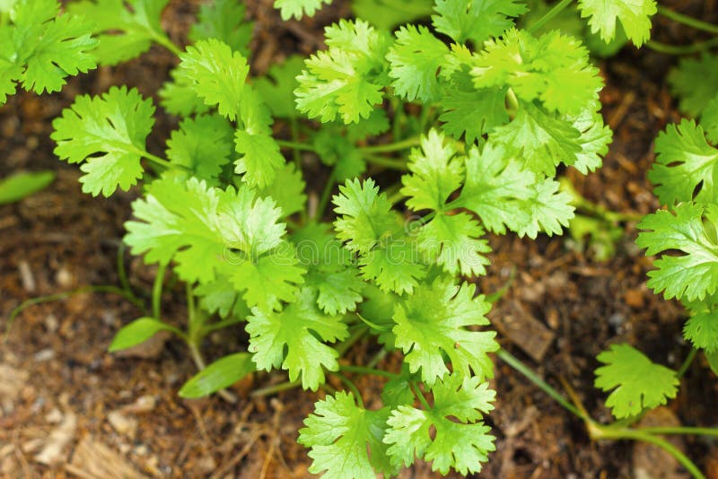 Fresh Coriander in the Garden Stock Photo - Image of cooking ...