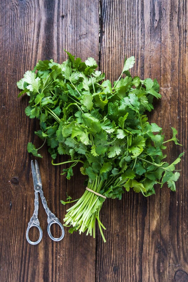 Fresh Coriander on Garden Table Stock Photo - Image of table, garden ...