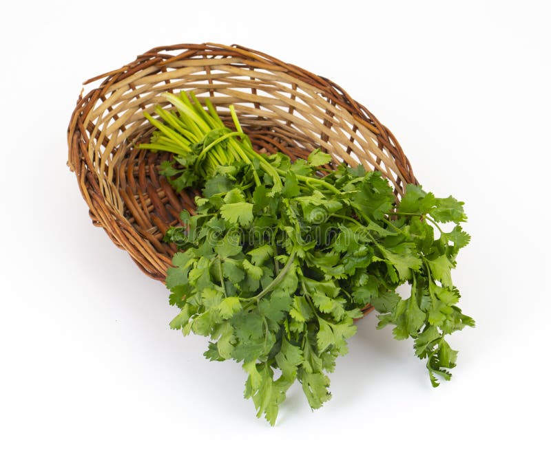 Fresh Coriander or Indian Dhaniya on White Background Stock Photo ...
