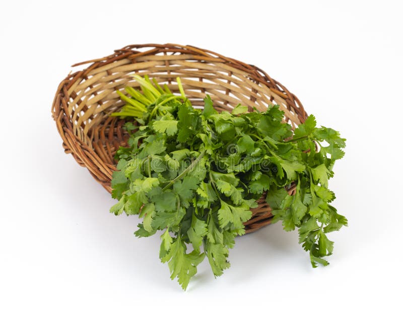 Fresh Coriander or Indian Dhaniya on White Background Stock Image ...