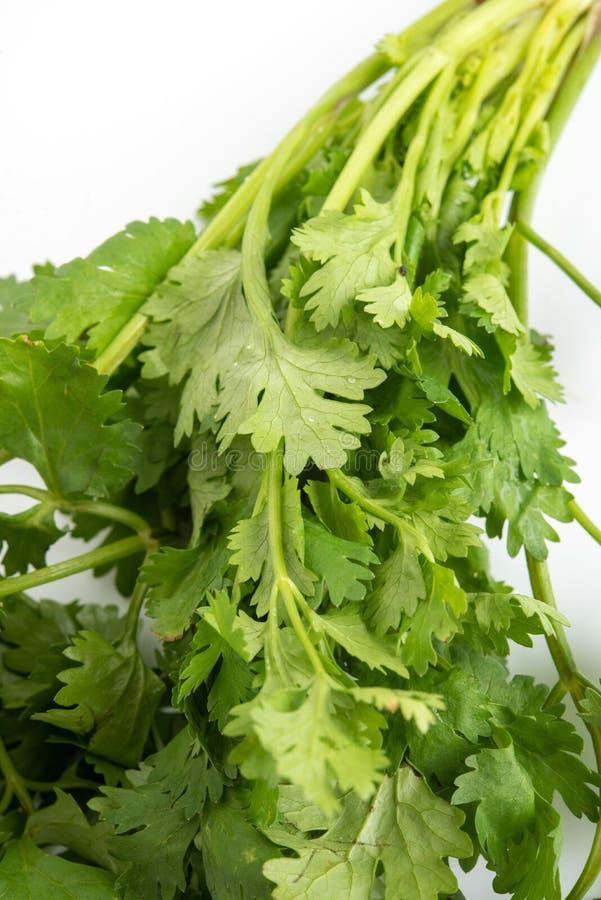 Fresh Coriander Leaves Over White Background Stock Photo - Image of ...