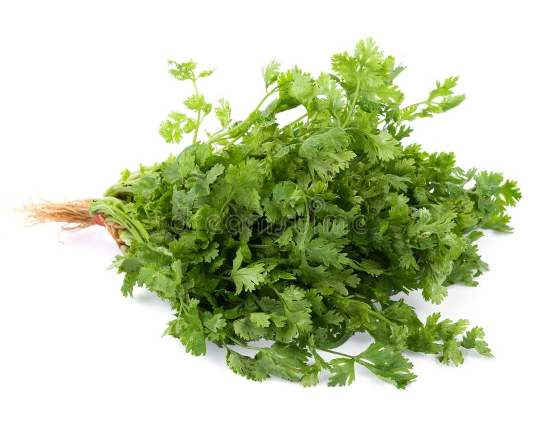 Fresh Coriander Leaves on White Background Stock Image - Image of ...
