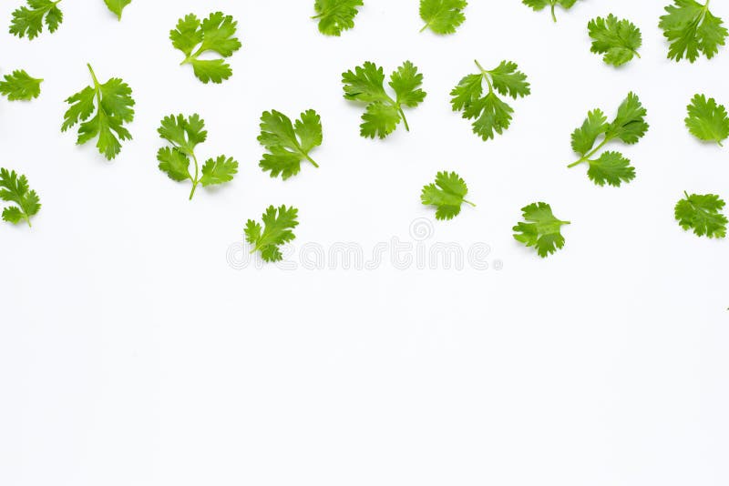 Fresh Coriander Leaves on White Background Stock Image - Image of ...