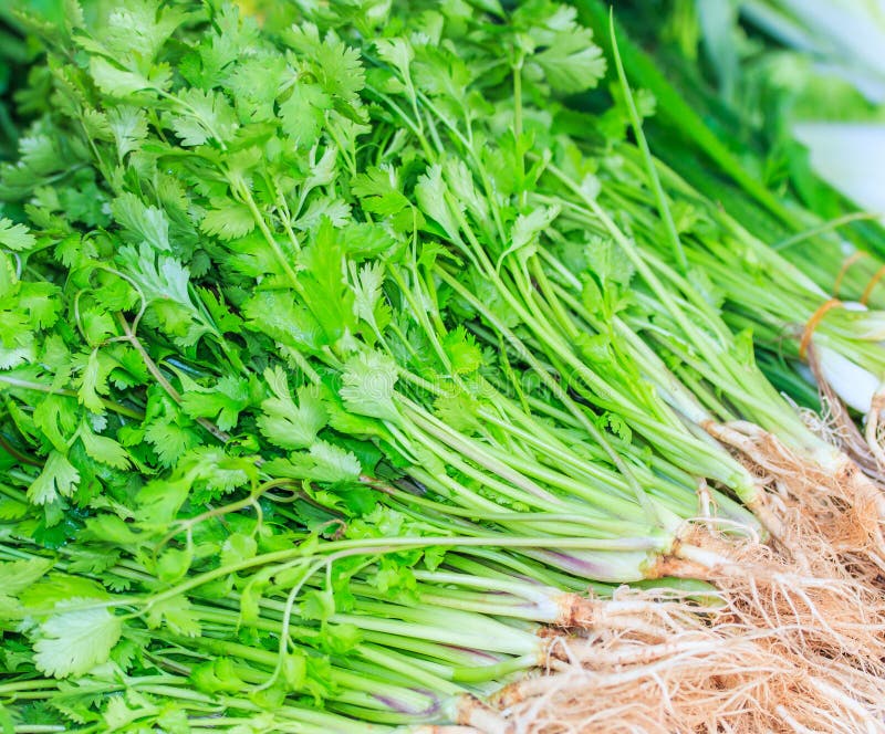 Fresh coriander stock photo. Image of asian, green, medicine - 37635018