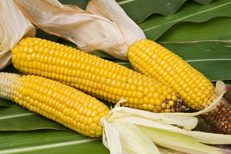 Fresh corn stock image. Image of agriculture, corn, fresh - 11036767