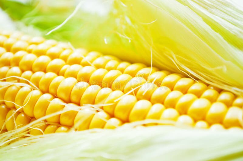 Fresh corn stock photo. Image of nature, niblet, maize - 15871360