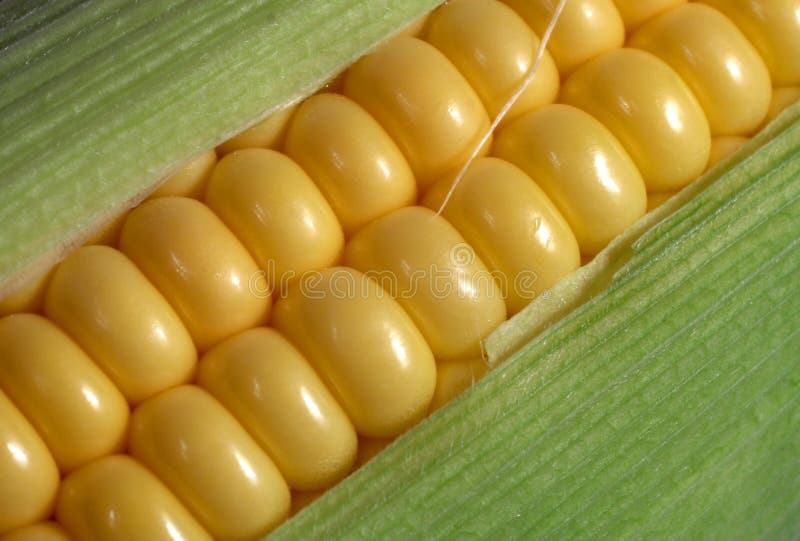 Fresh Corn 2 stock image. Image of corn, farm, kernel, maize - 849227